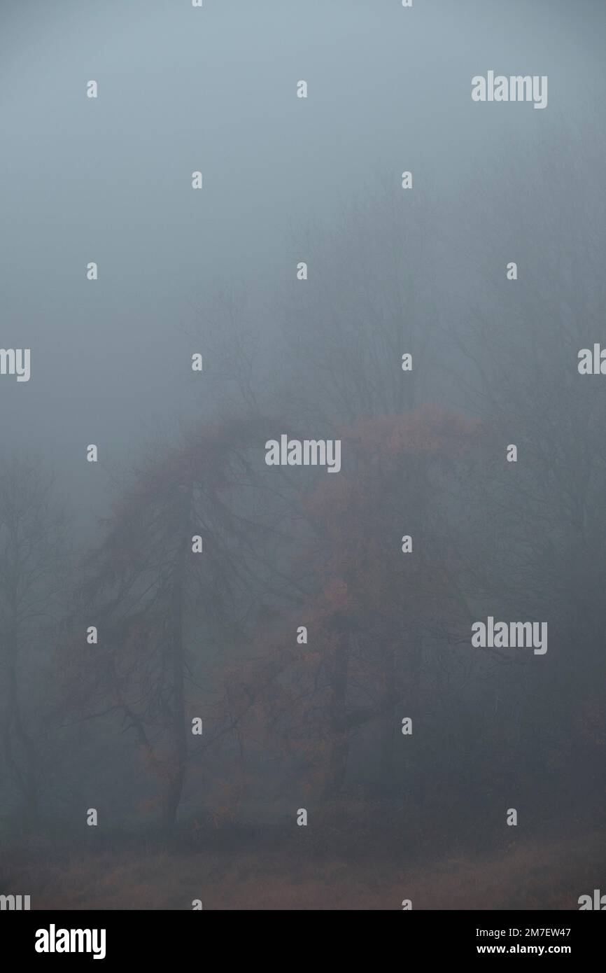A samll group of trees almsot hidden in thick fog in the autumn Stock ...