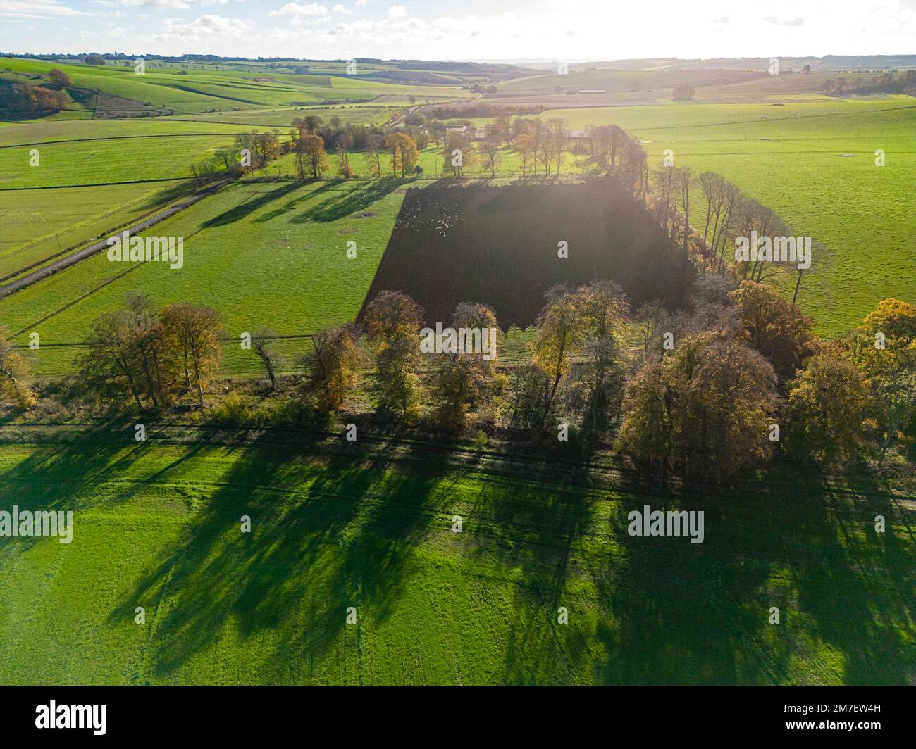 Trees and agricutural farm land with fields in Wiltshire UK, lit by low ...