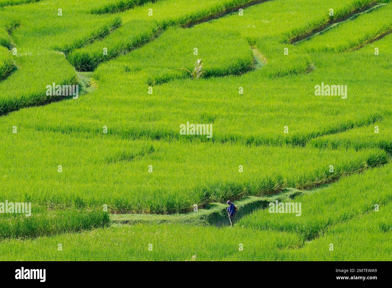 A farmer work in a field with a traditional terrace irrigation system ...