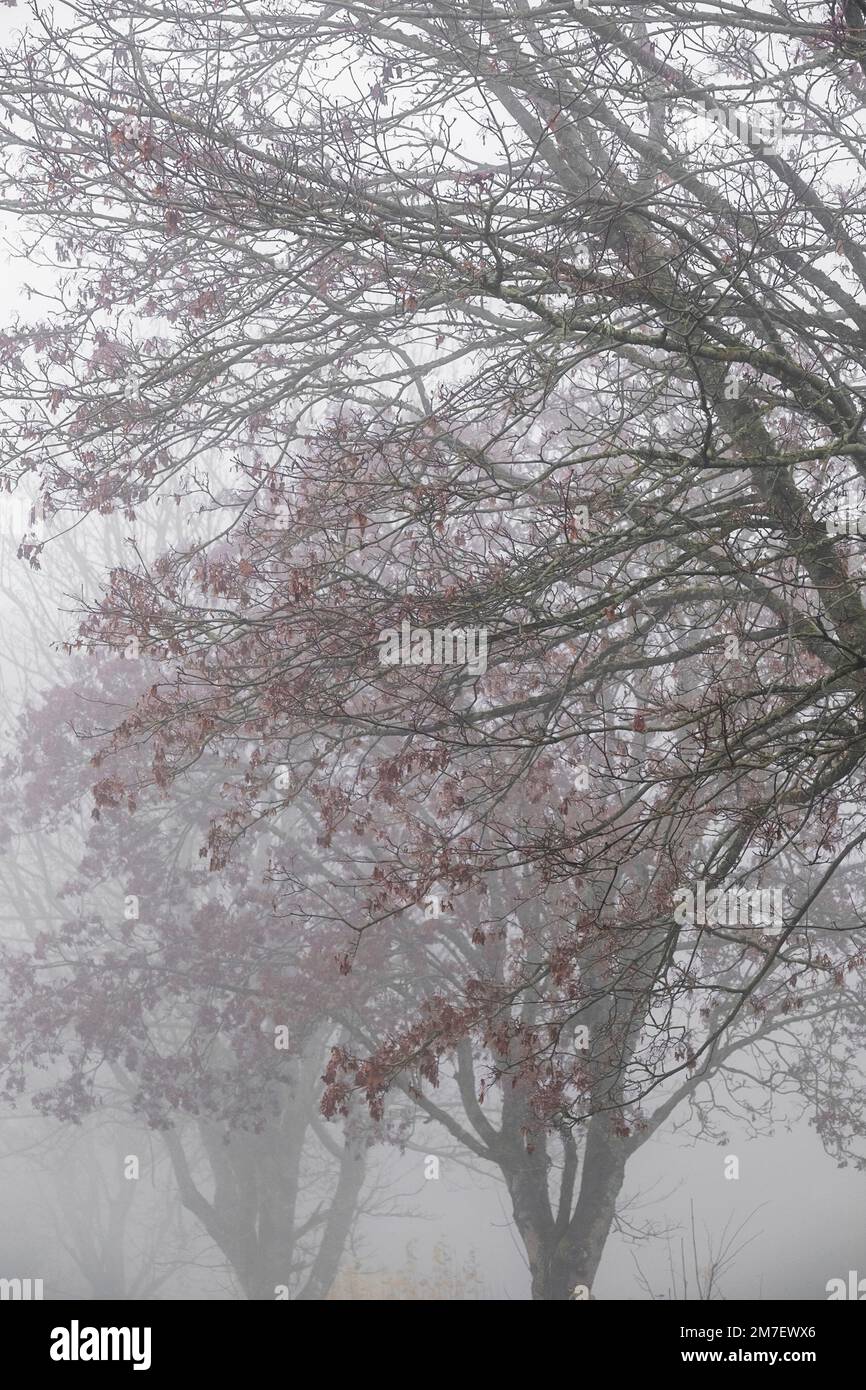 Almost leafless tree hi-res stock photography and images - Alamy