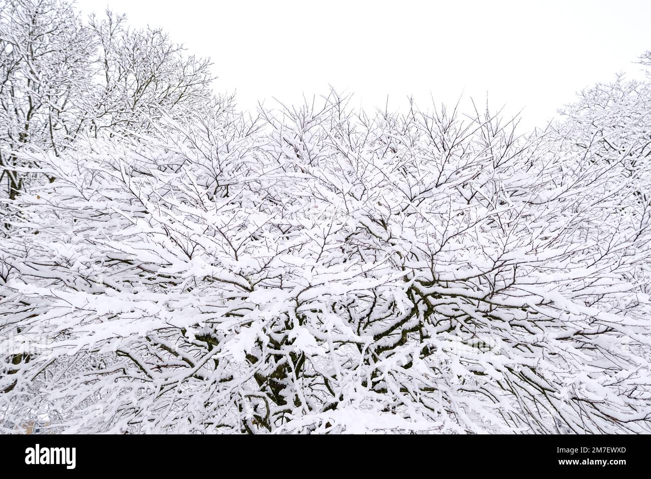 Abstract pattern of tree branches and twigs covered in snow creating a ...