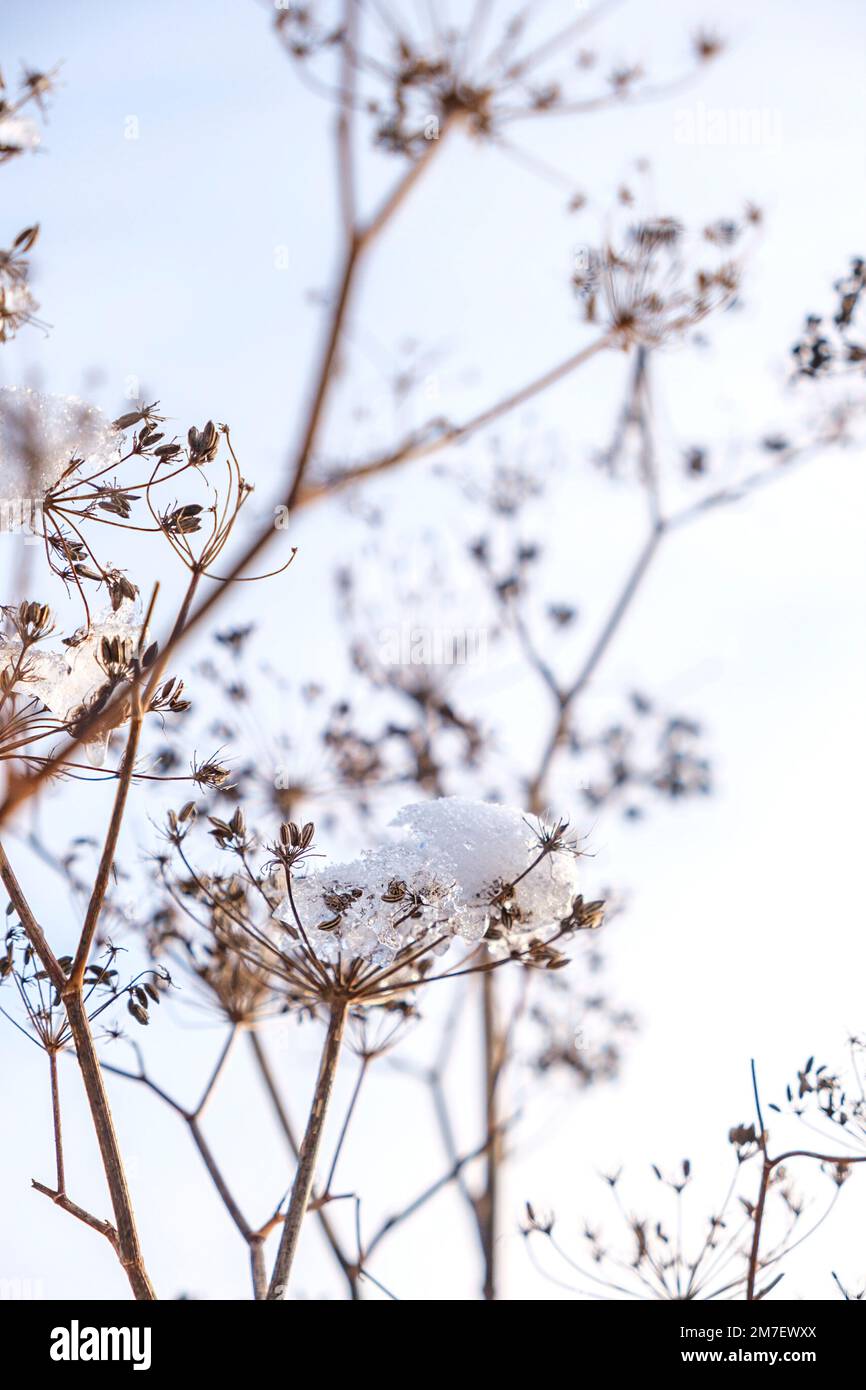 Seed heads in the snow hi-res stock photography and images - Alamy
