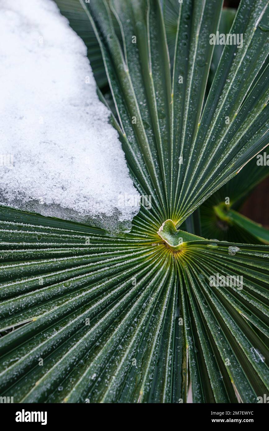 Tropical snow hi-res stock photography and images - Alamy
