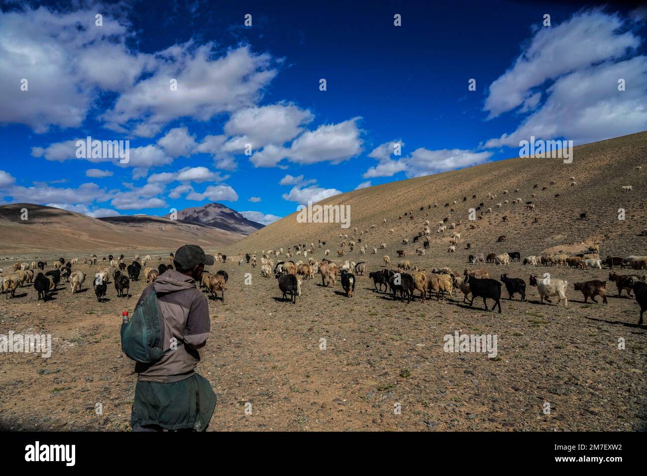 A nomadic herder shepherds his cattle flock on a mountain top in the ...