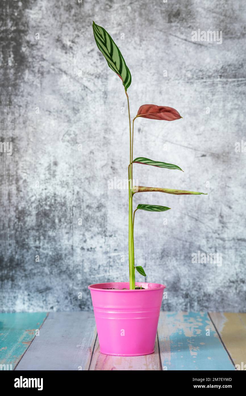 A pretty calathea with a pot of concentrated pink color on a wooden ...