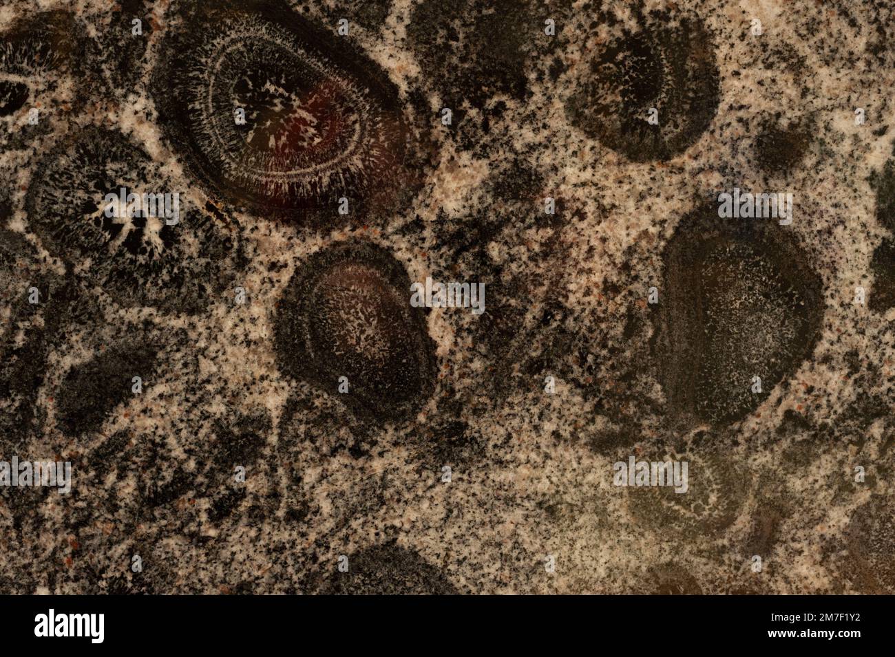 A sample of orbicular granite, as part of the "feeling good" touchable ...