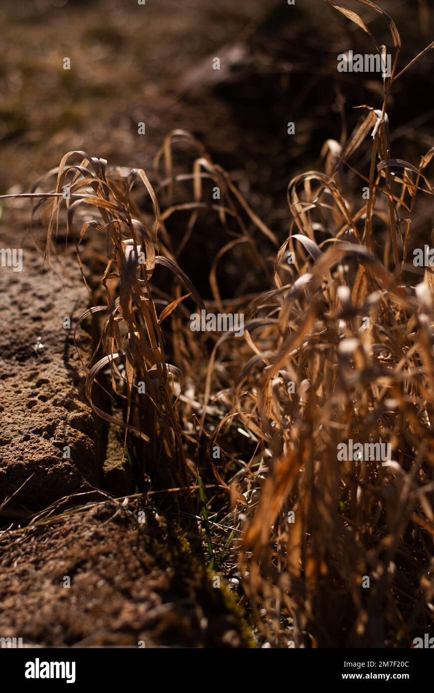 Dry grass in garden hi-res stock photography and images - Alamy
