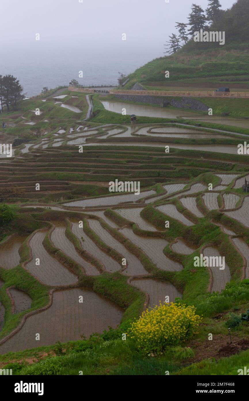 Shiroyone Senmaida rice terraces during planting season in May, Noto ...