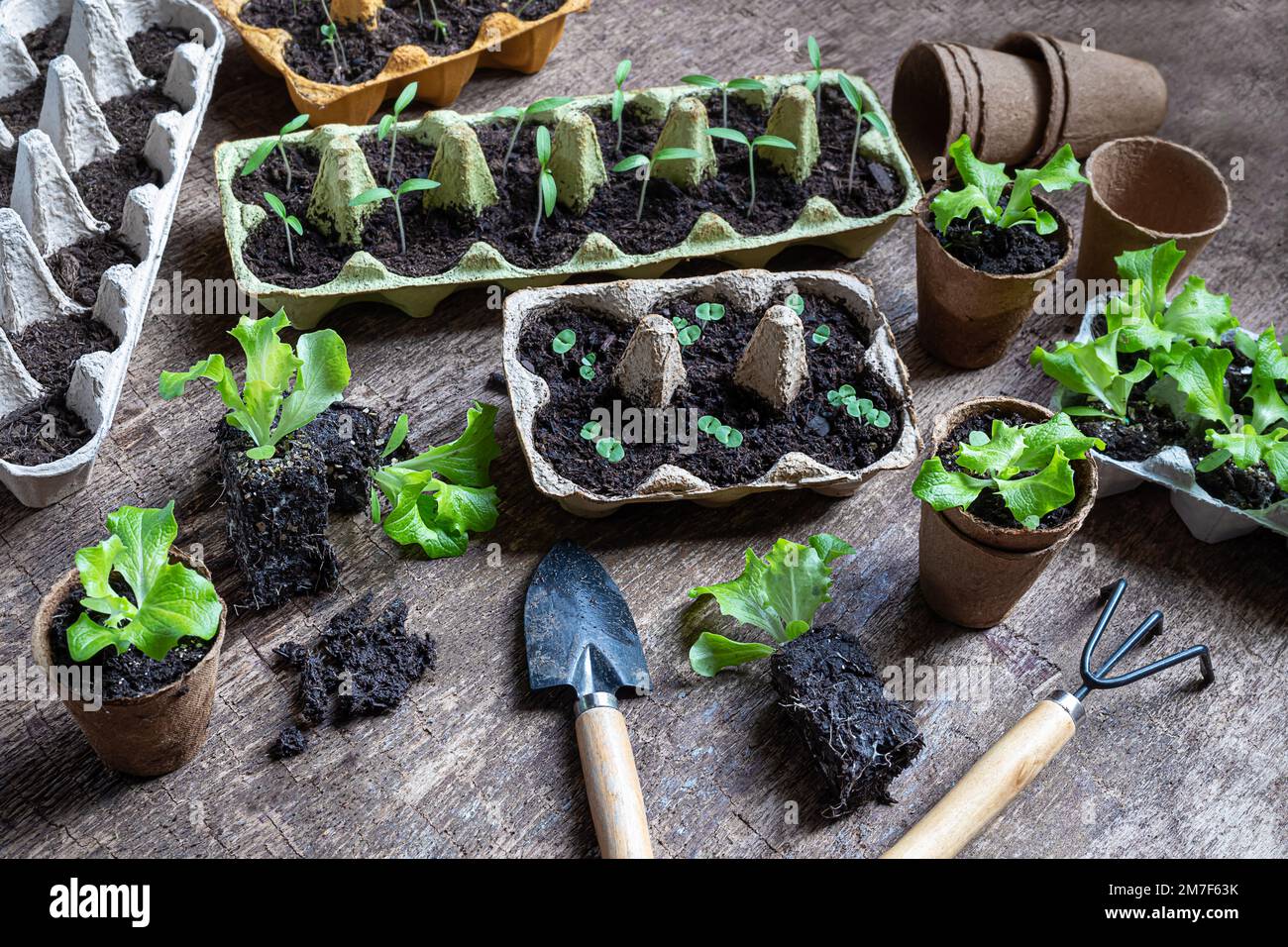 Biodegradable reused egg trays and coconut pots with seedlings on the ...