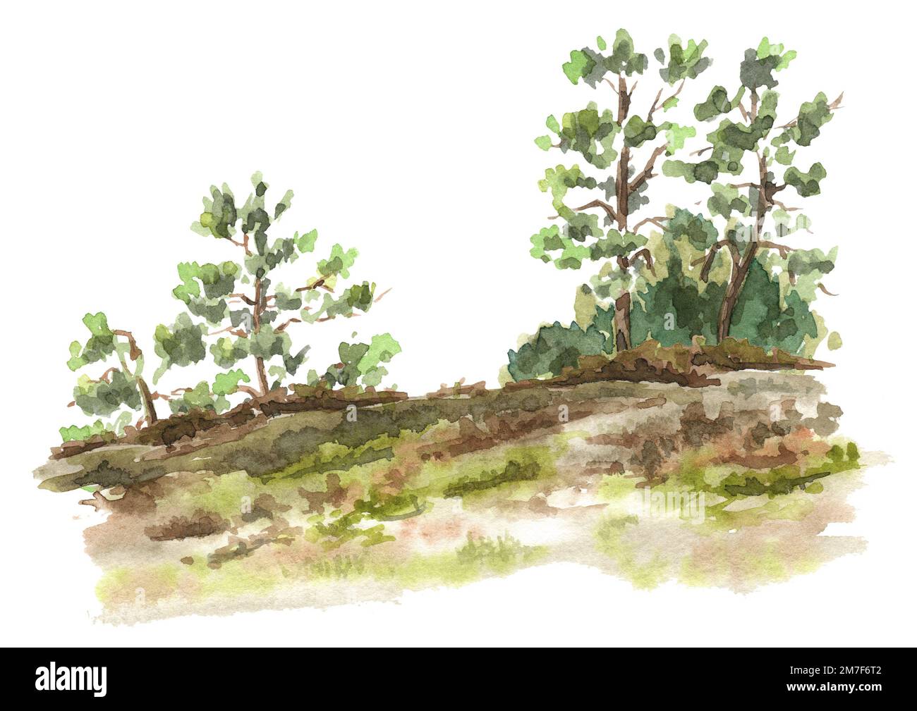 Forest landscape. Hand drawn watercolor illustration isolated on white ...