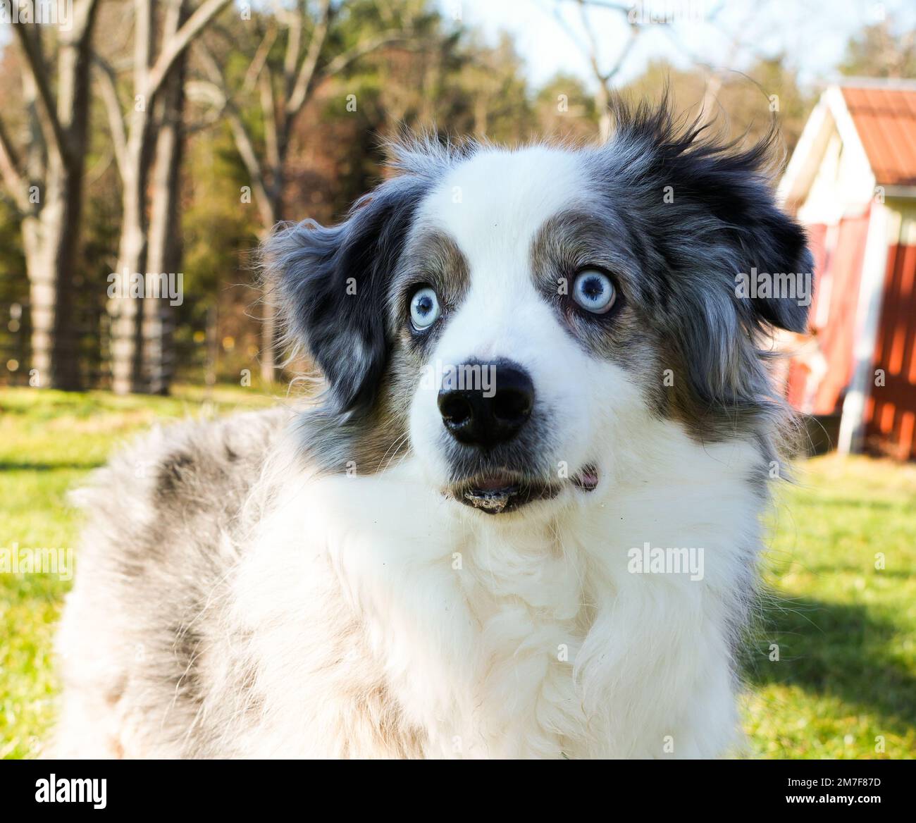 Blue eyed Australian Shepherd on a farm. Blue Merle Aussie. Fun, happy ...