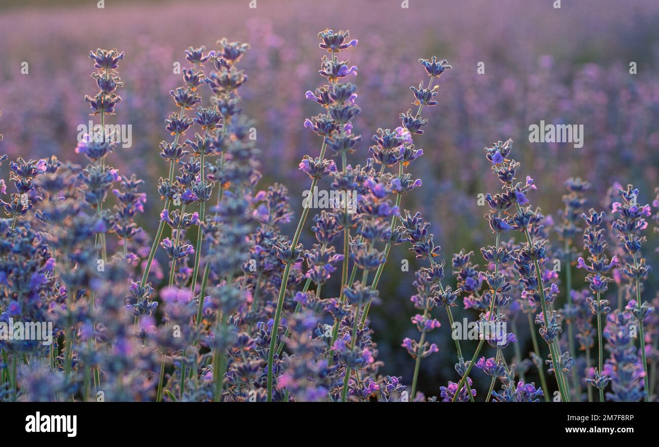 Beautiful violet fields lavender hi-res stock photography and images ...