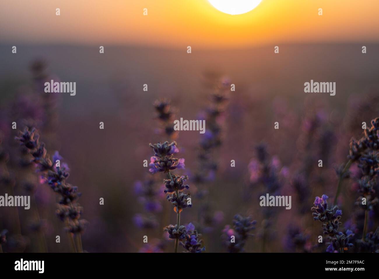 Blooming lavender fields sunset in hi-res stock photography and images - Alamy