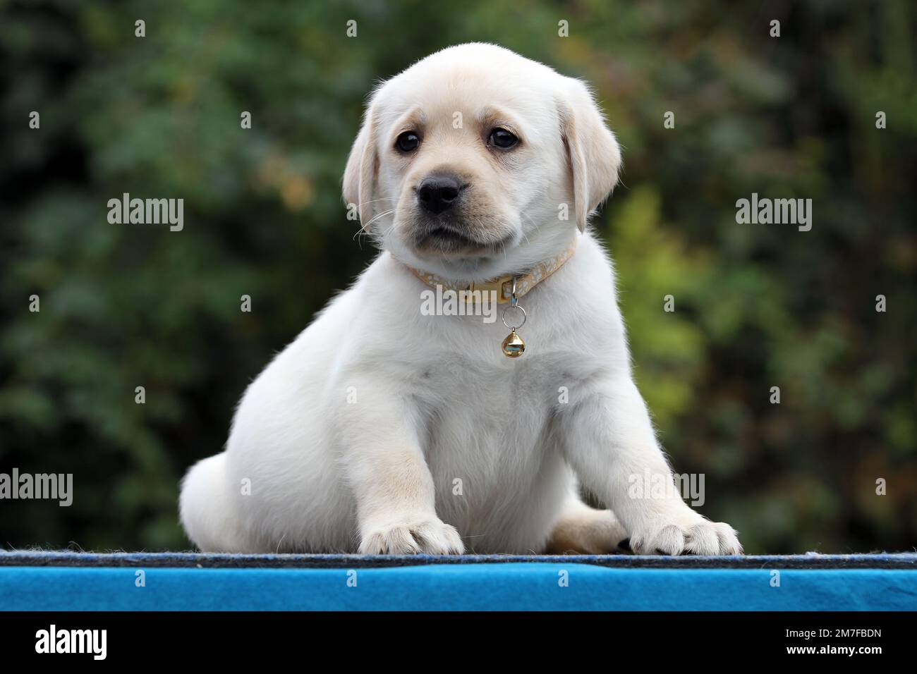 yellow labrador retriever in autumn close up portrait Stock Photo - Alamy