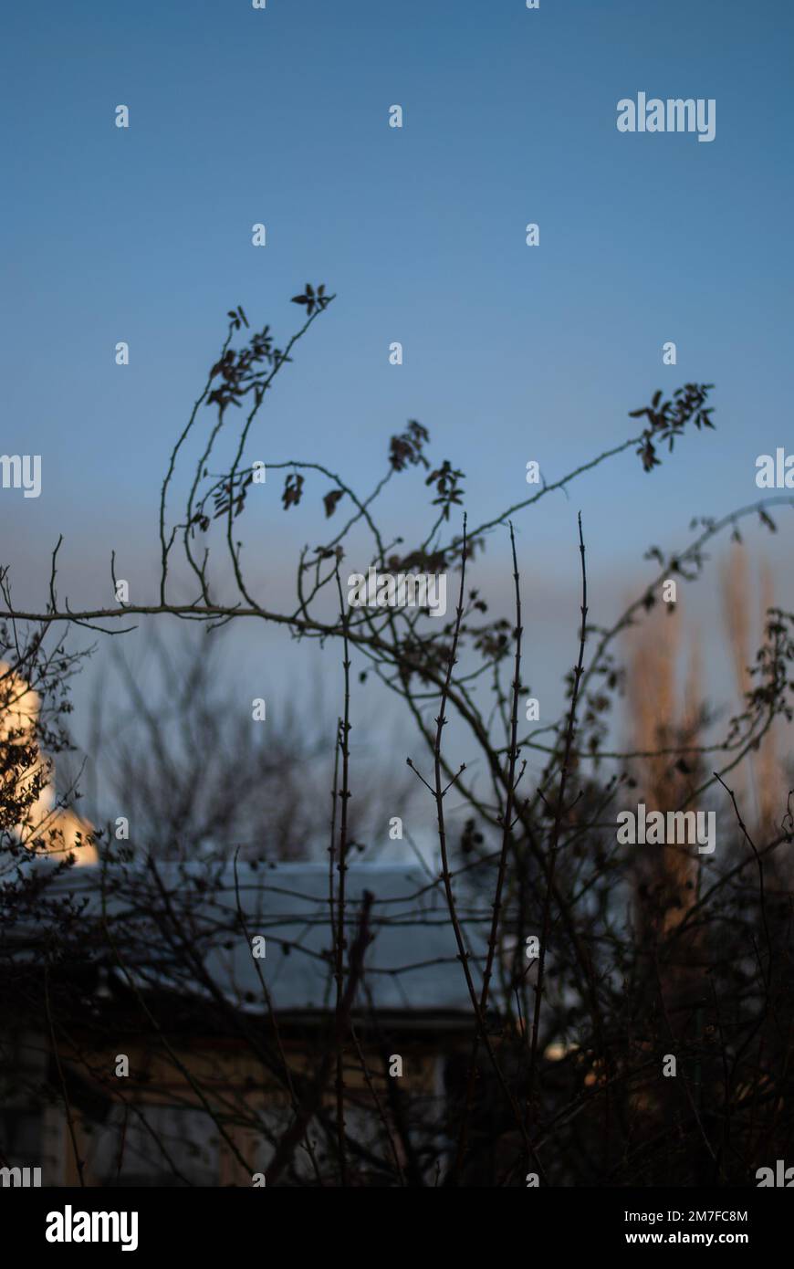 Rose garden tree hi-res stock photography and images - Alamy