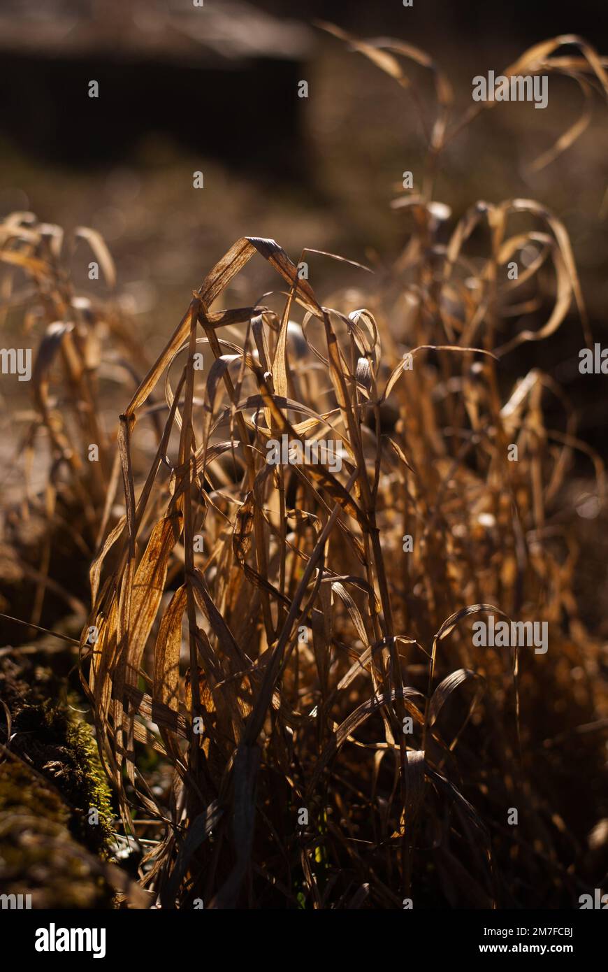 Plant sun dry hi-res stock photography and images - Alamy