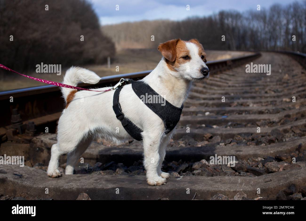 A jack russell terrier on rails performs the task of demining railway ...