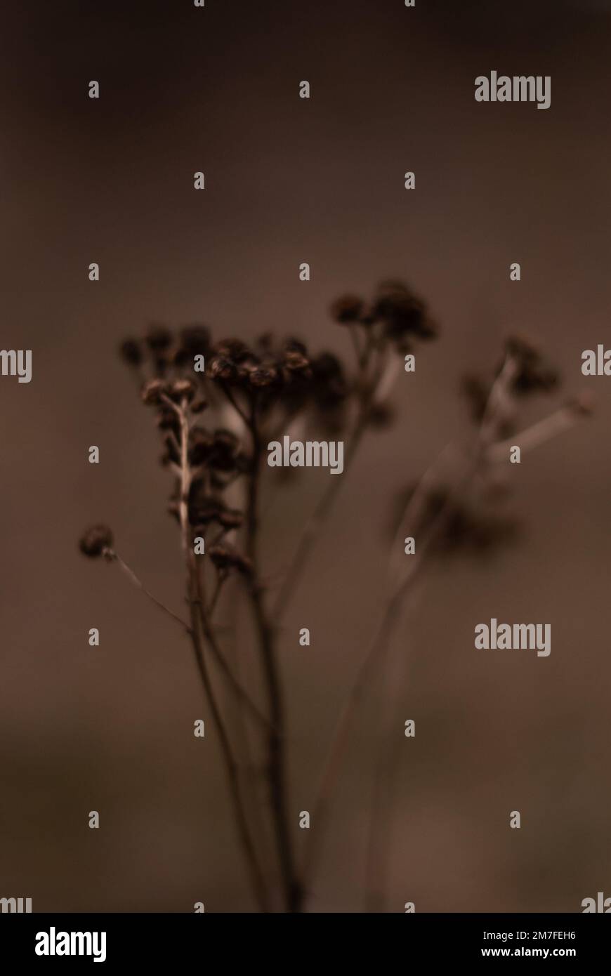 Close up dry plants hi-res stock photography and images - Alamy