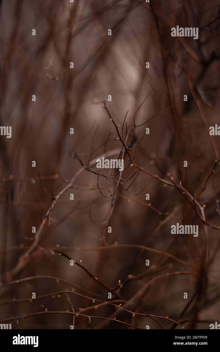 Close up shot dry branches hi-res stock photography and images - Alamy