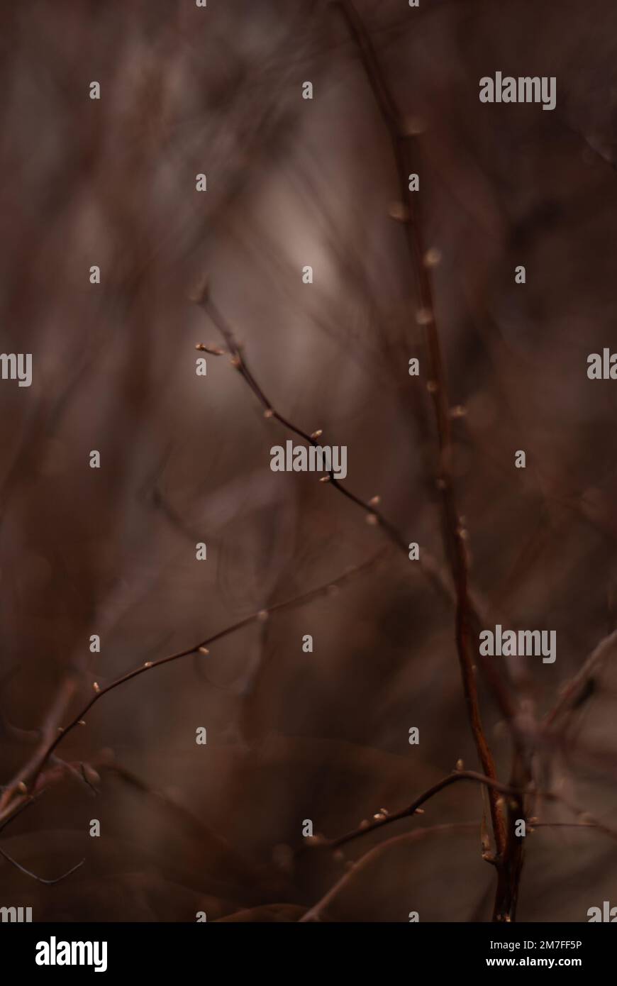 Vertical shot dry branches hi-res stock photography and images - Alamy