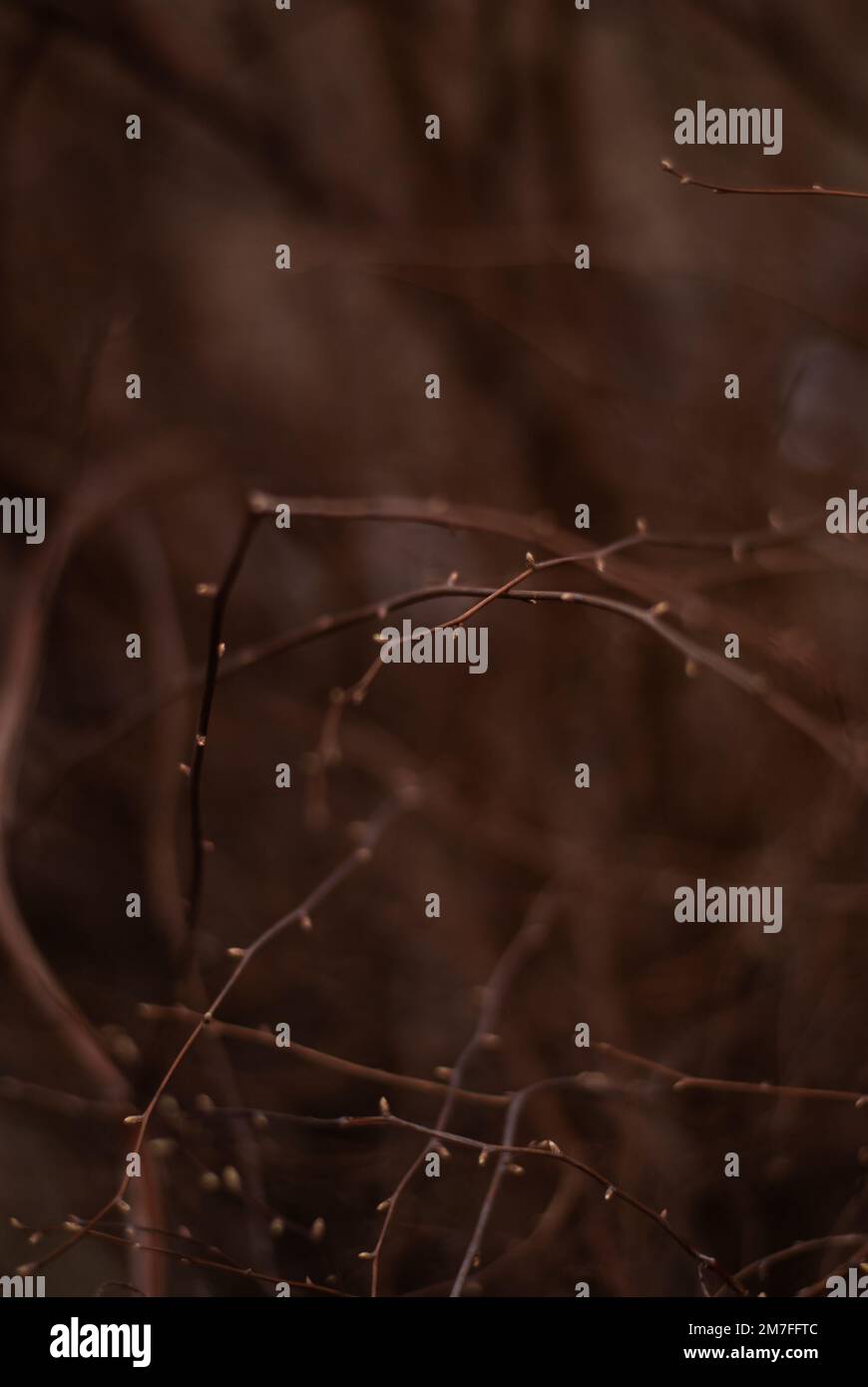 Dry brown bush branches hi-res stock photography and images - Alamy