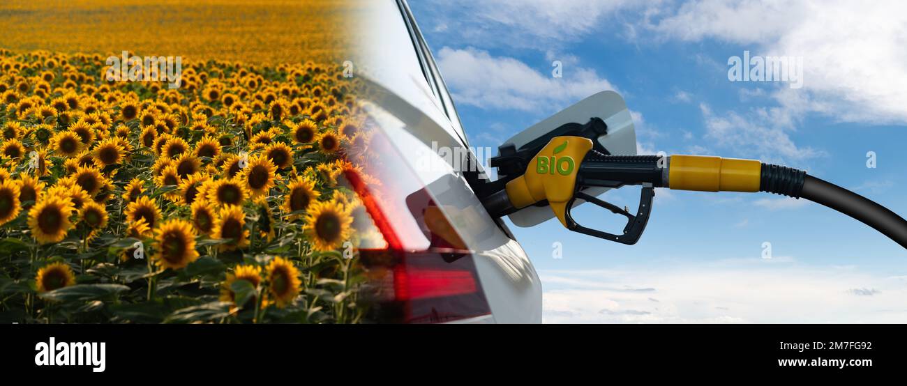 Sunflower field and car with fueling nozzle. Concept of biofuel Stock ...