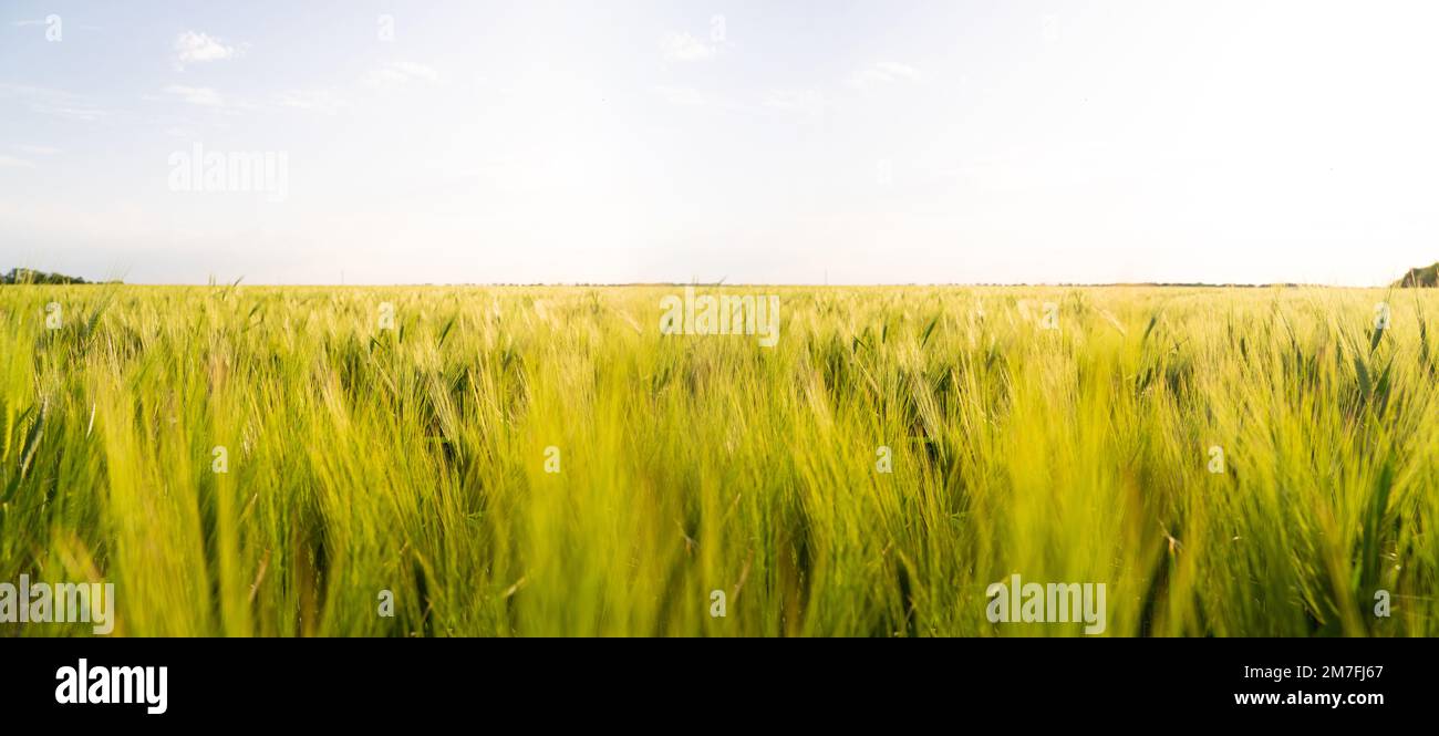 Golden ripe wheat field agricultural hi-res stock photography and ...