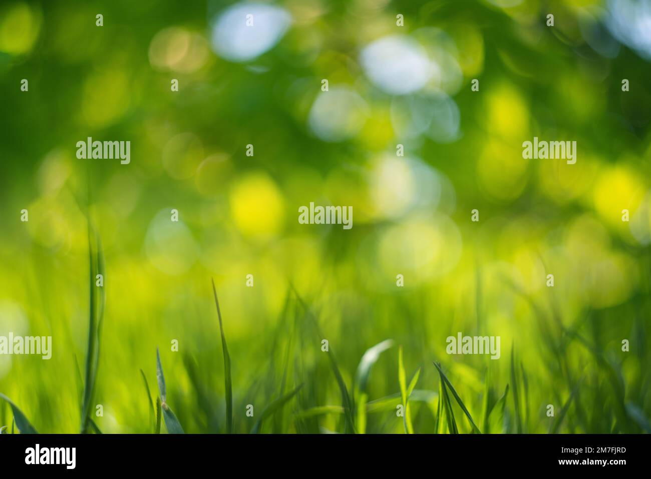 Green spring hi-res stock photography and images - Alamy