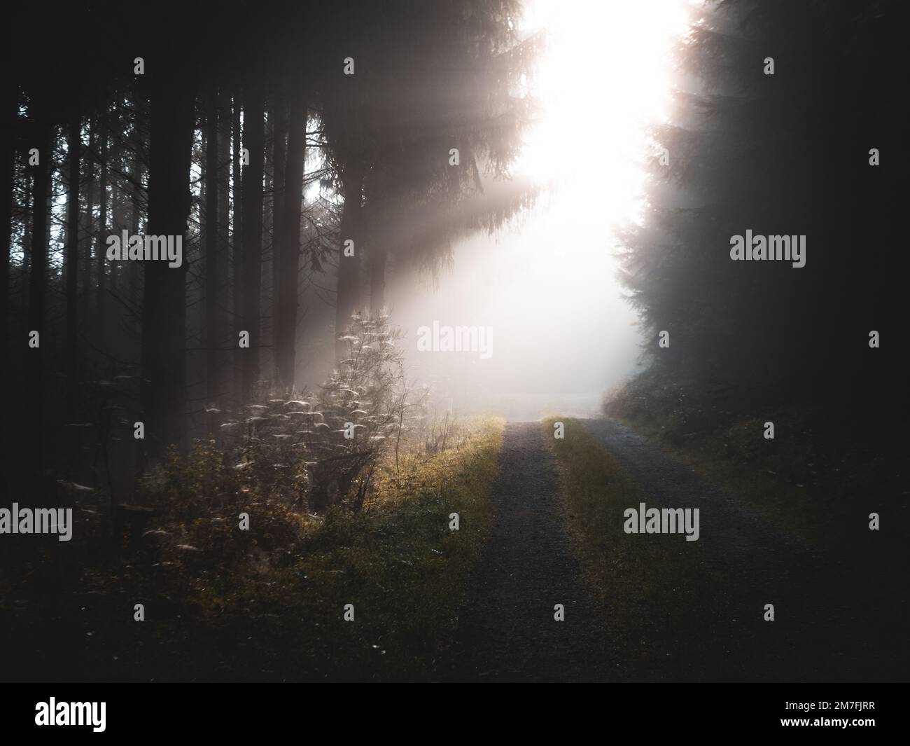 A dirt road crossing through a foggy forest with the bright light ...