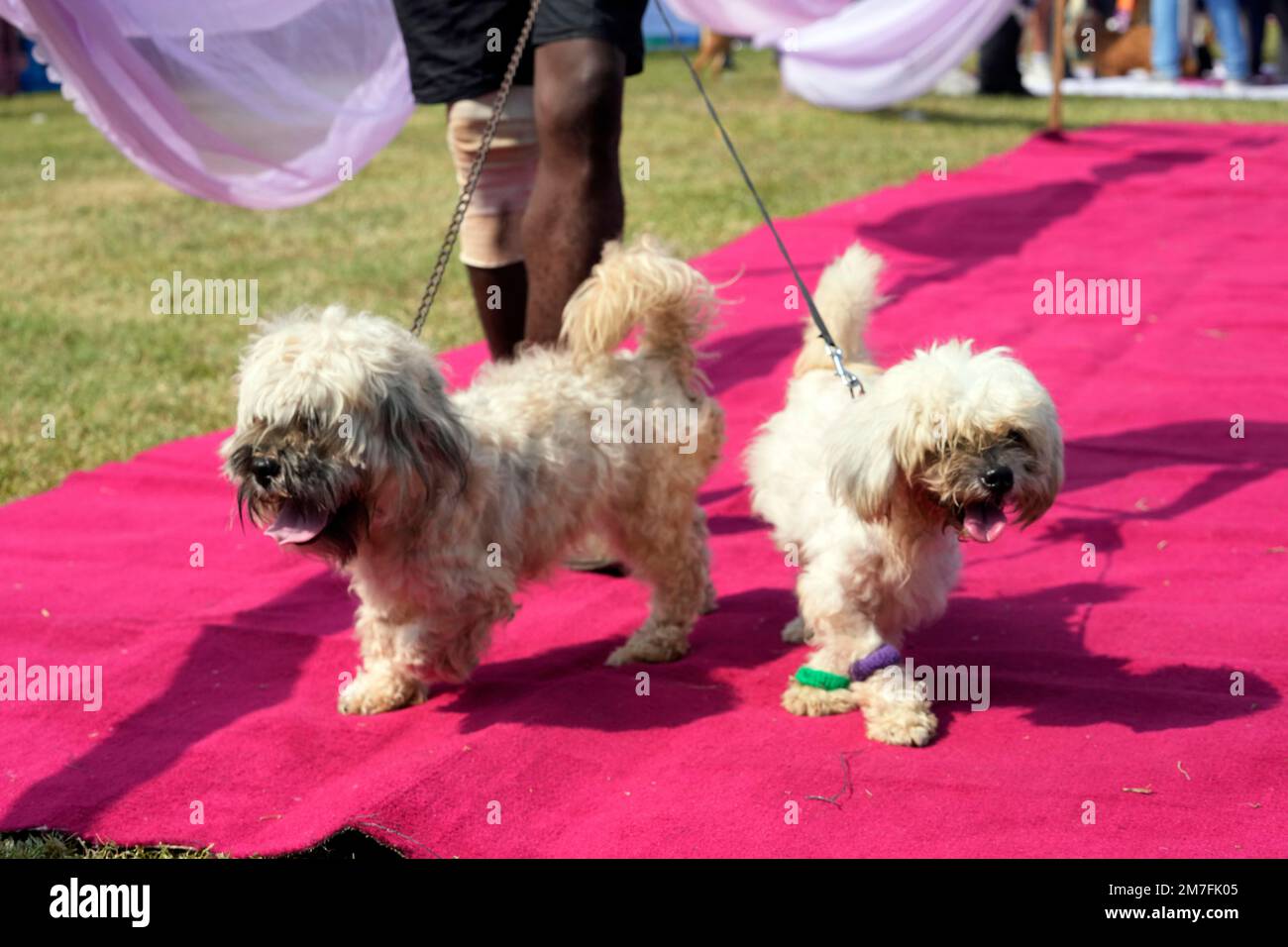 A man walk dogs on the red carpet during the annual Lagos Dog Carnival ...