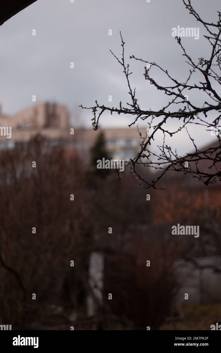 Tree trees garden branches hi-res stock photography and images - Alamy