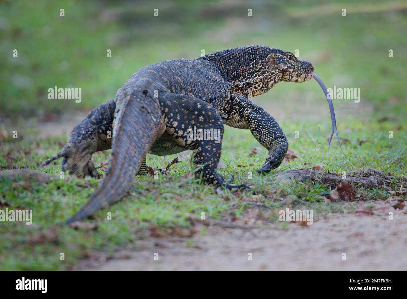 Water monitor adult lizard varanus salvator walking on grass Sri Lanka ...