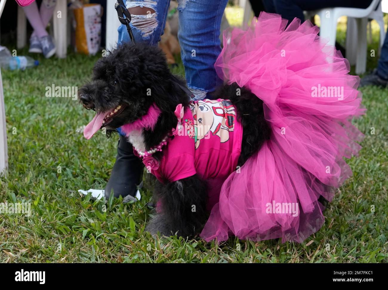 A dog dressed in costume attends the annual Lagos Dog Carnival, with ...