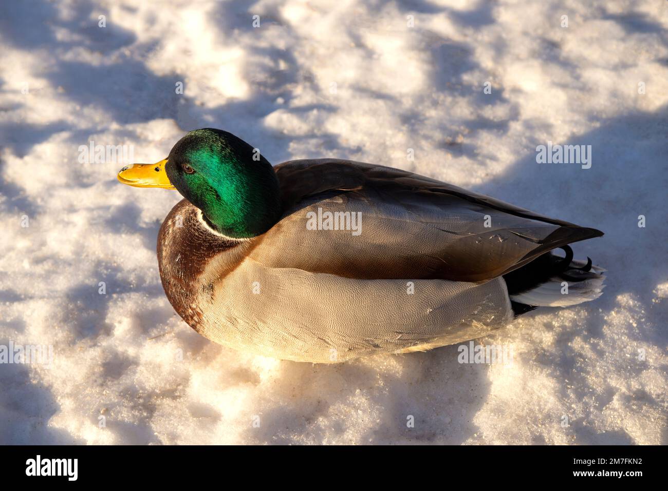 Wild drake in the snow close-up Stock Photo - Alamy
