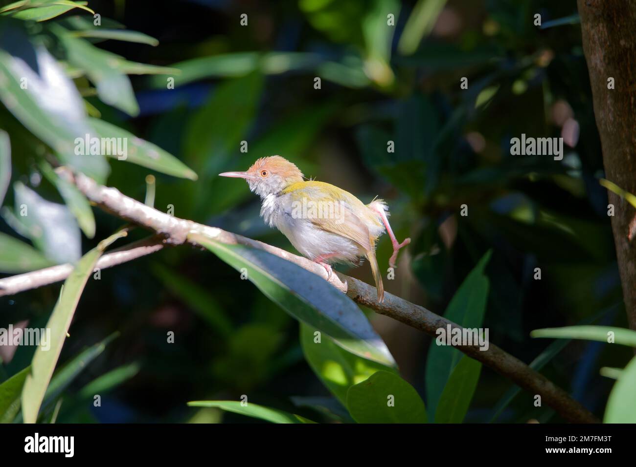 Common Tailorbird about to fly off Stock Photo - Alamy