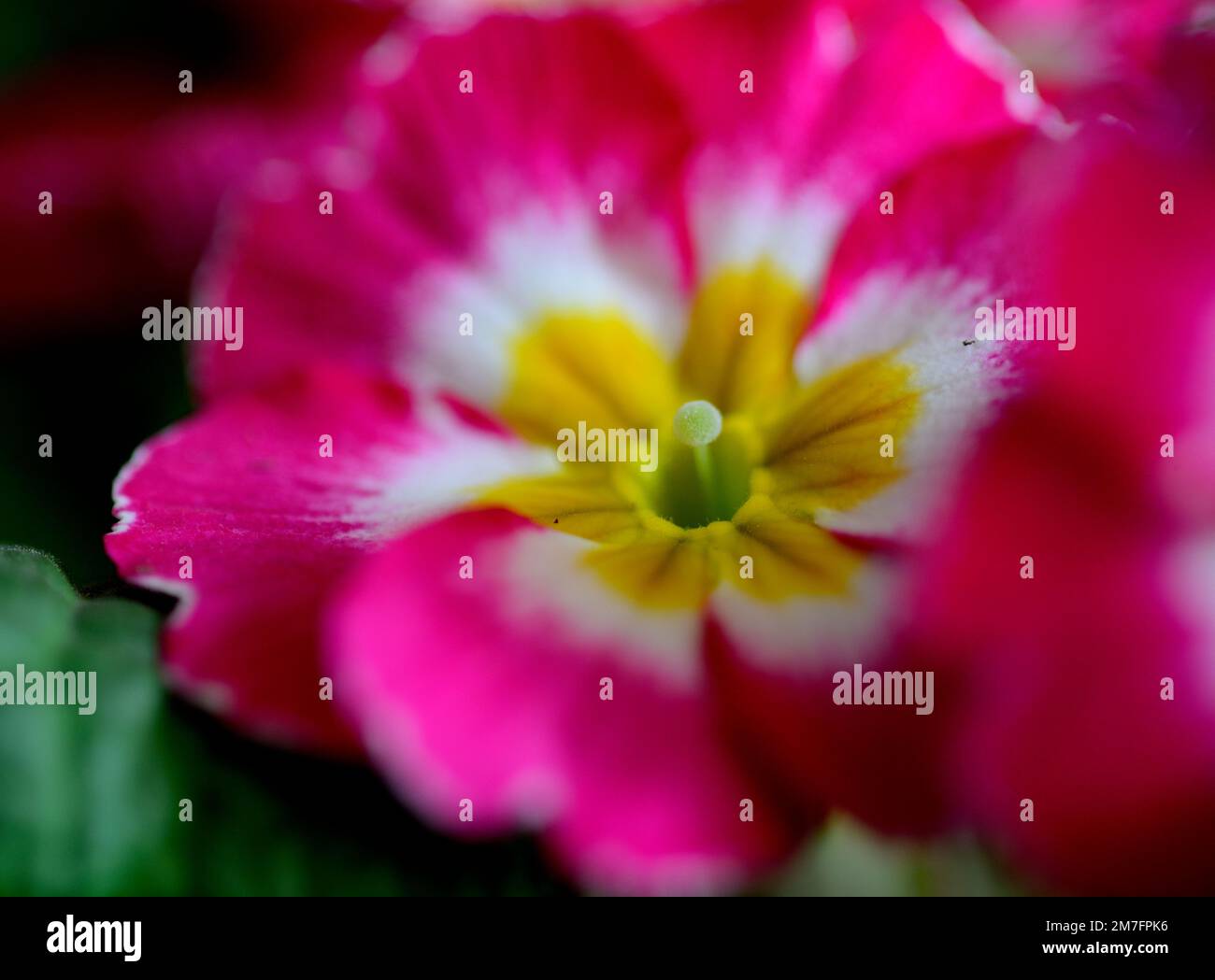 Primevere hi-res stock photography and images - Alamy