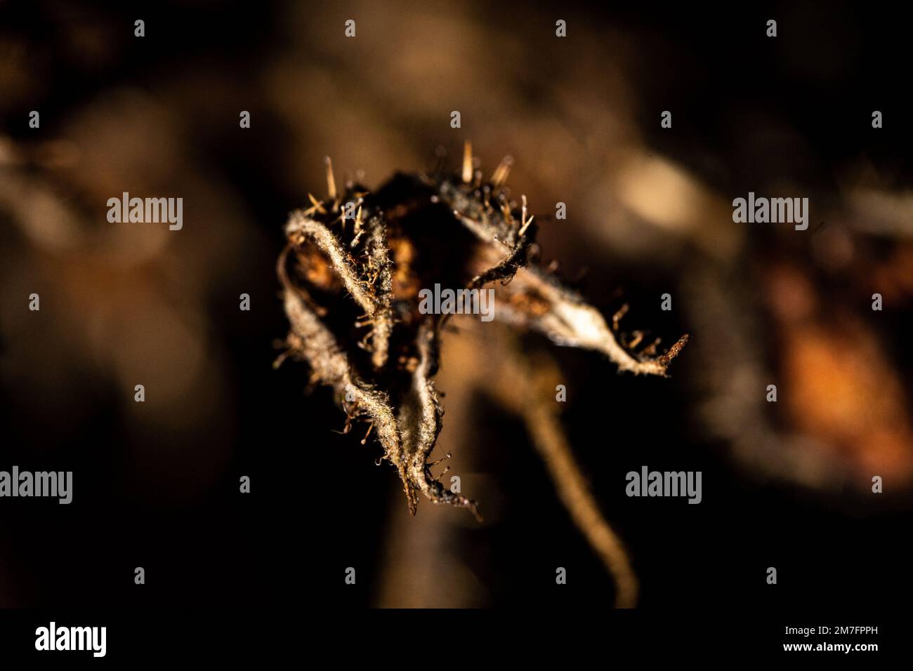 A closeup of a dry red raspberry leaf under the sunlight Stock Photo ...