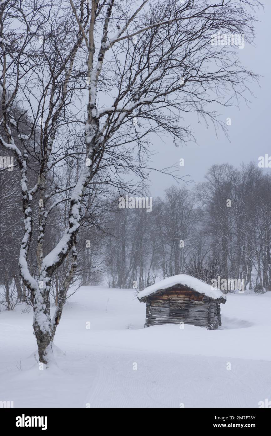 Beautiful little old abandoned wooden mountain house, hut surrounded by ...