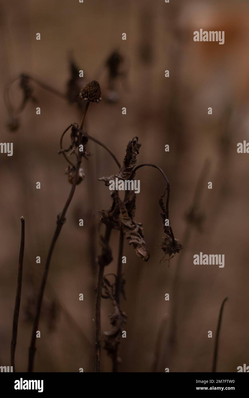Close up dry plants hi-res stock photography and images - Alamy
