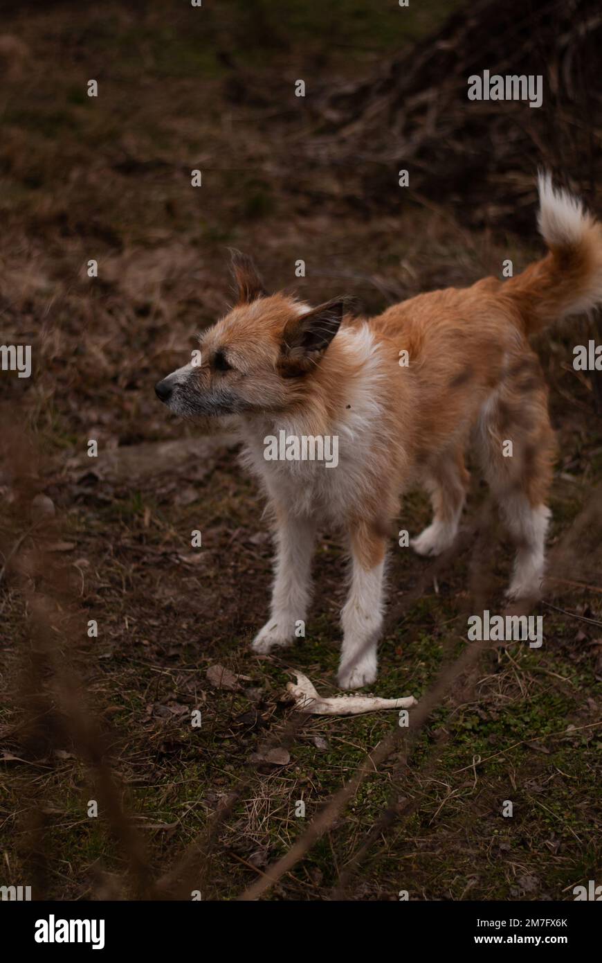 Dog by garden door hi-res stock photography and images - Alamy