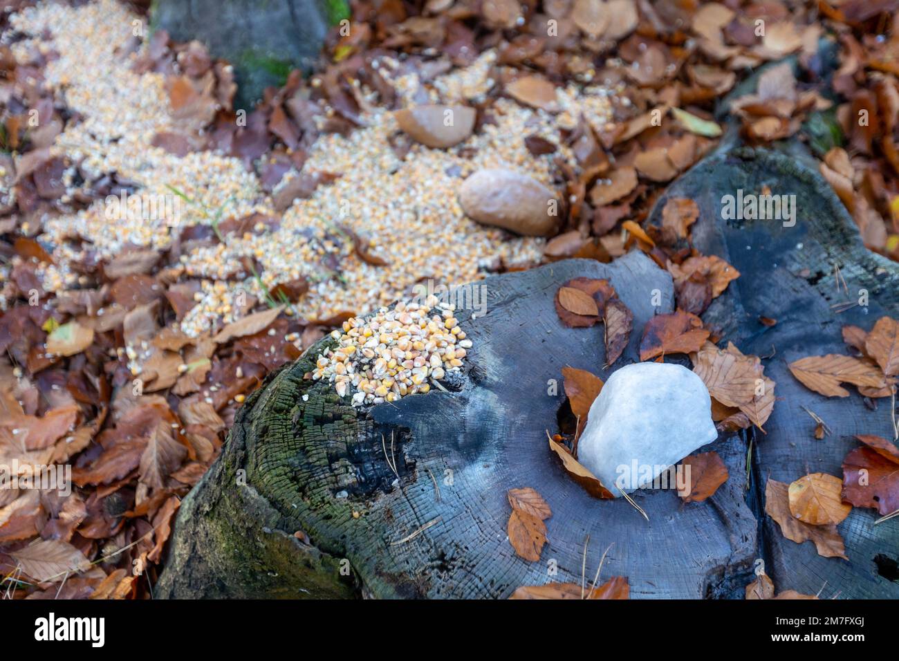 Coarse salt and pepper corns hi-res stock photography and images - Alamy