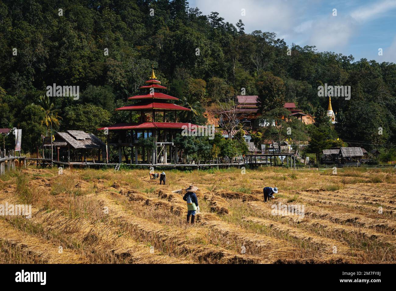 Asian people working in a rice field, wearing traditional clothing. Kho ...