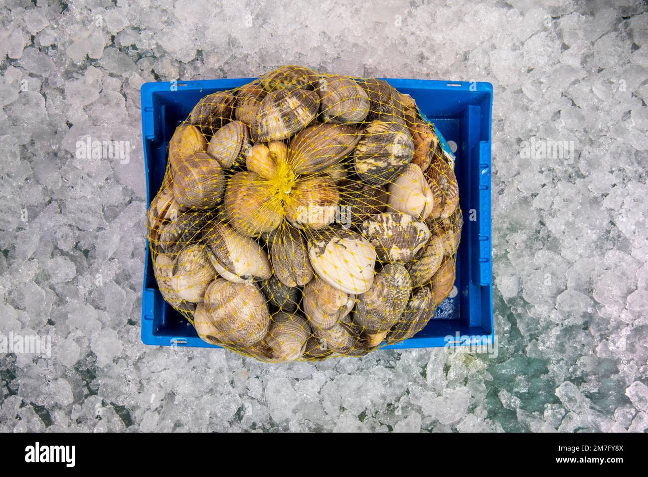 Bivalves hi-res stock photography and images - Alamy