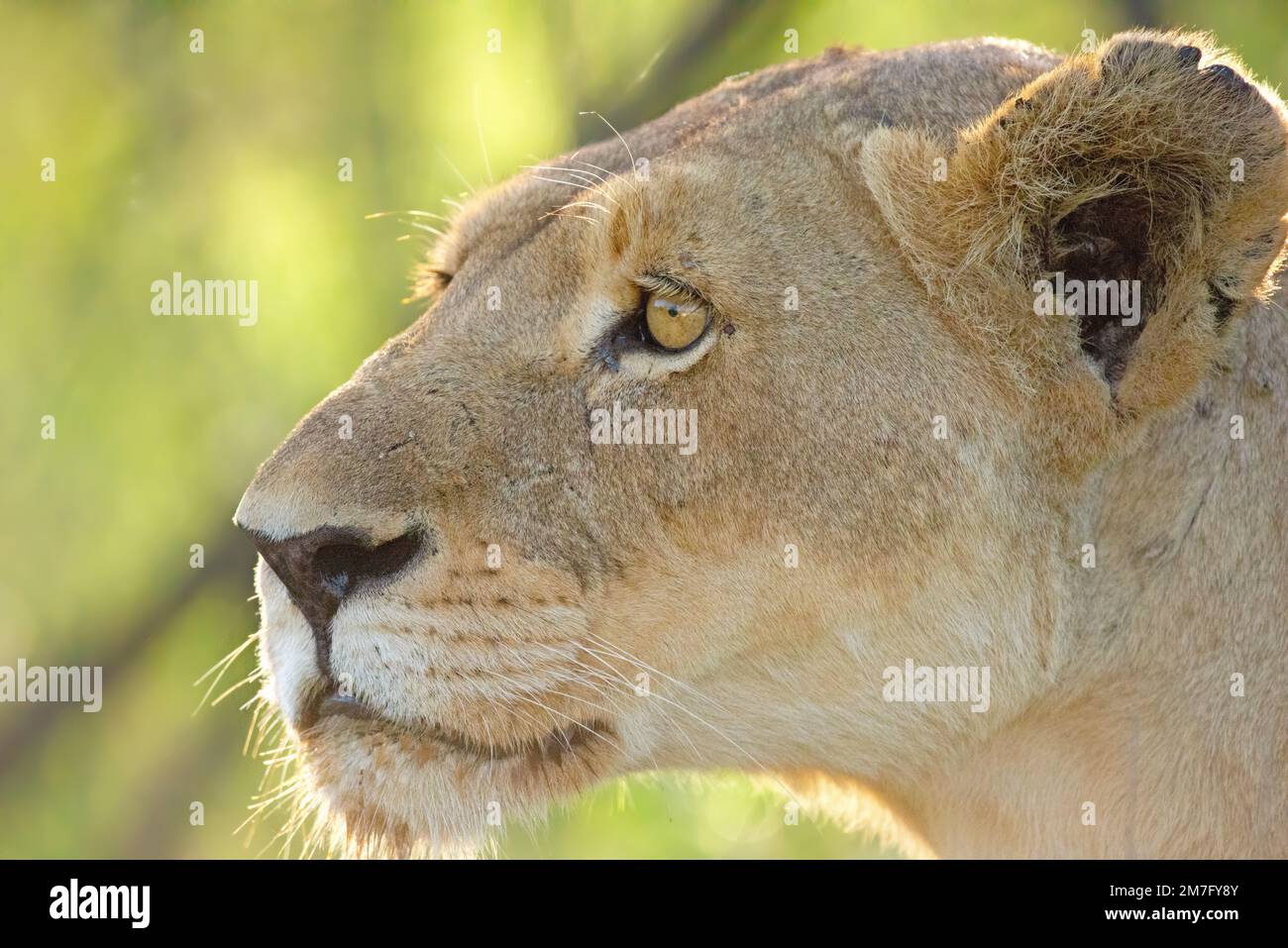 Lioness looks hi-res stock photography and images - Alamy