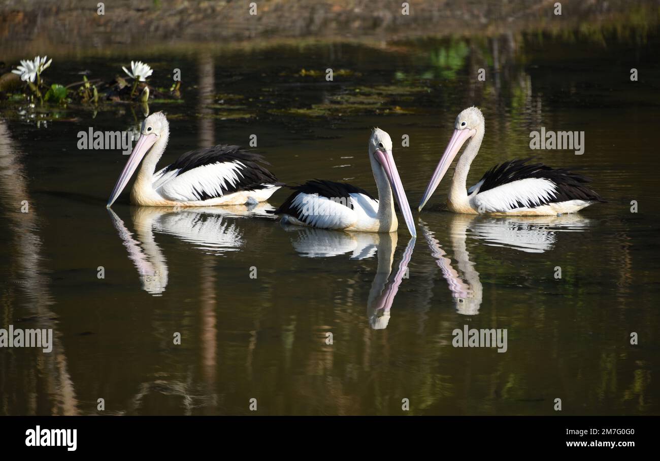 Three beautiful wild Australian Pelicans reflected in the dark water of ...