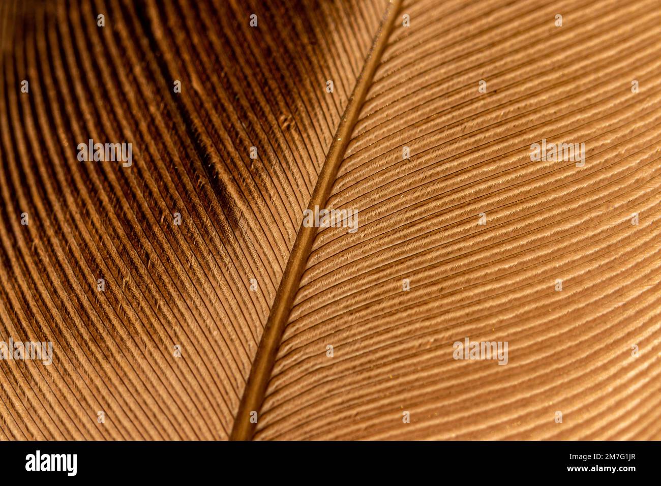 Macro feather texture hi-res stock photography and images - Alamy
