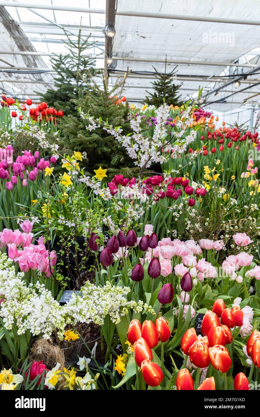 Spring flowers on exhibition in the Botanic Gardens of Moscow State ...