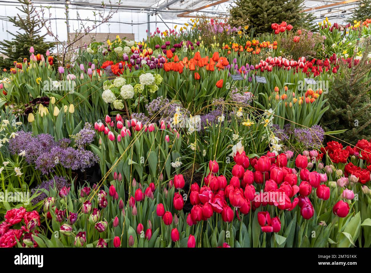 Spring flowers on exhibition in the Botanic Gardens of Moscow State ...