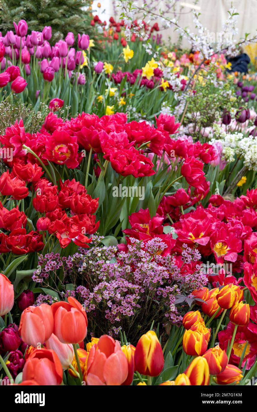 Spring flowers on exhibition in the Botanic Gardens of Moscow State ...