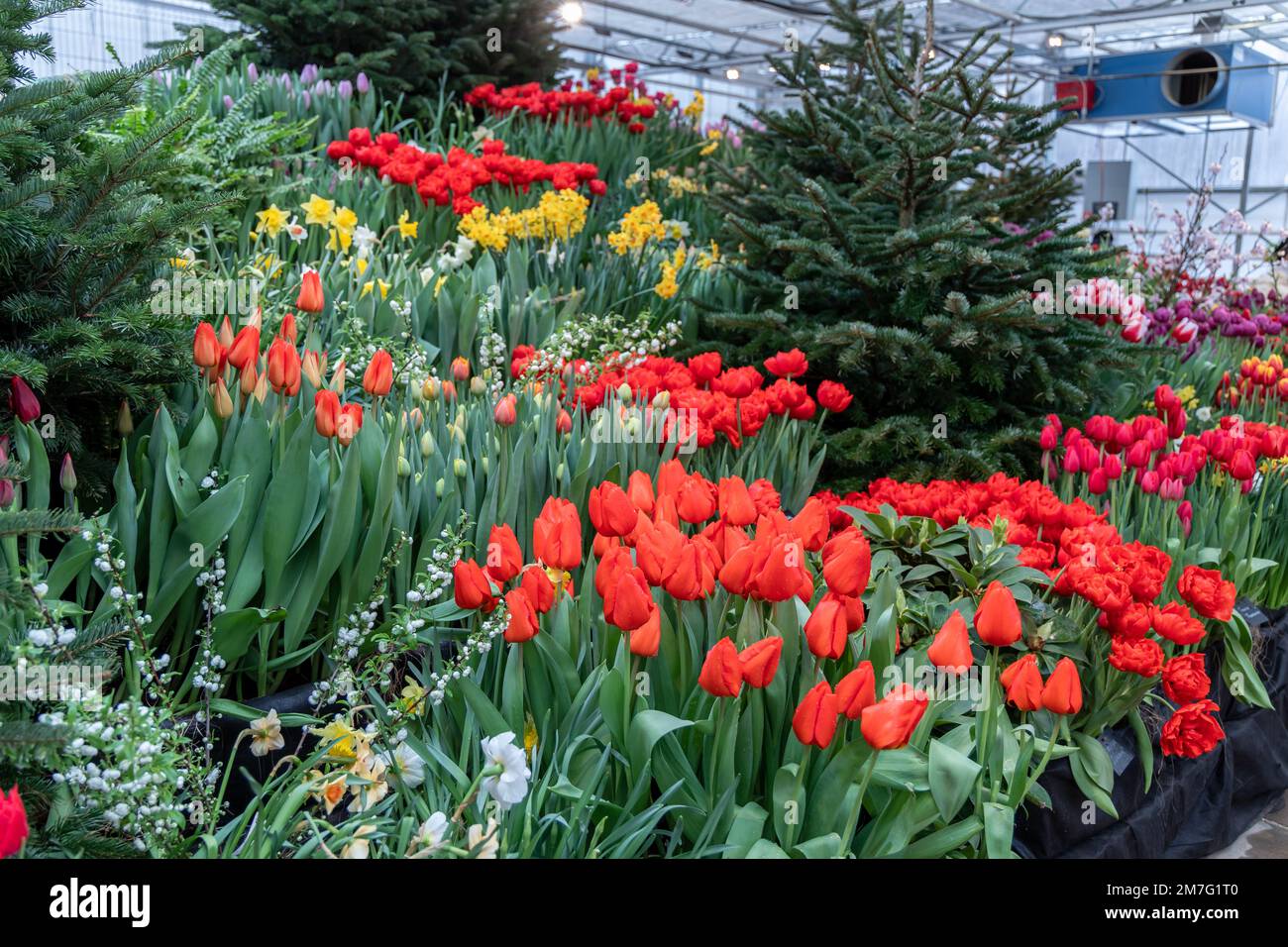 Moscow, Russia. Spring flowers on exhibition in the Botanic Gardens of ...